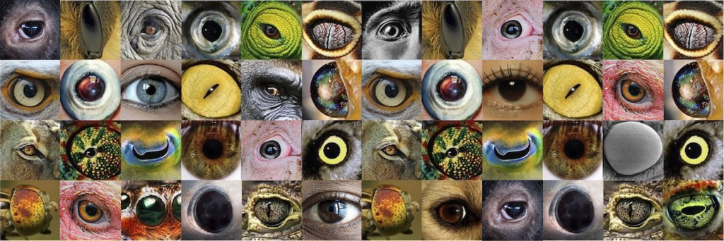 Update: Sentientism Movement: Nov 2022 - Sentientism